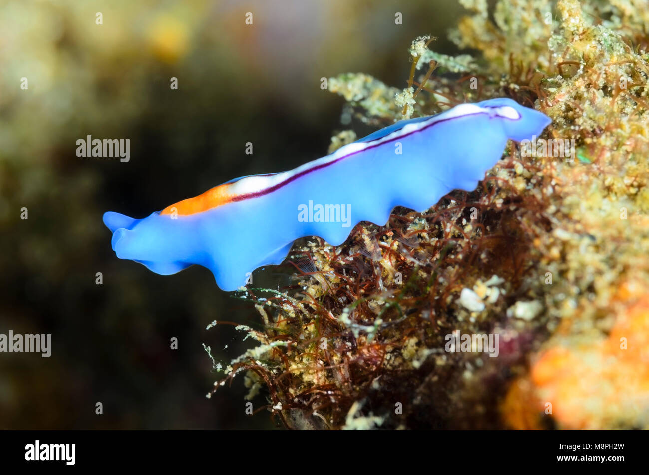 Racing stripes flatworm pseudoceros bifurcus hi-res stock photography ...