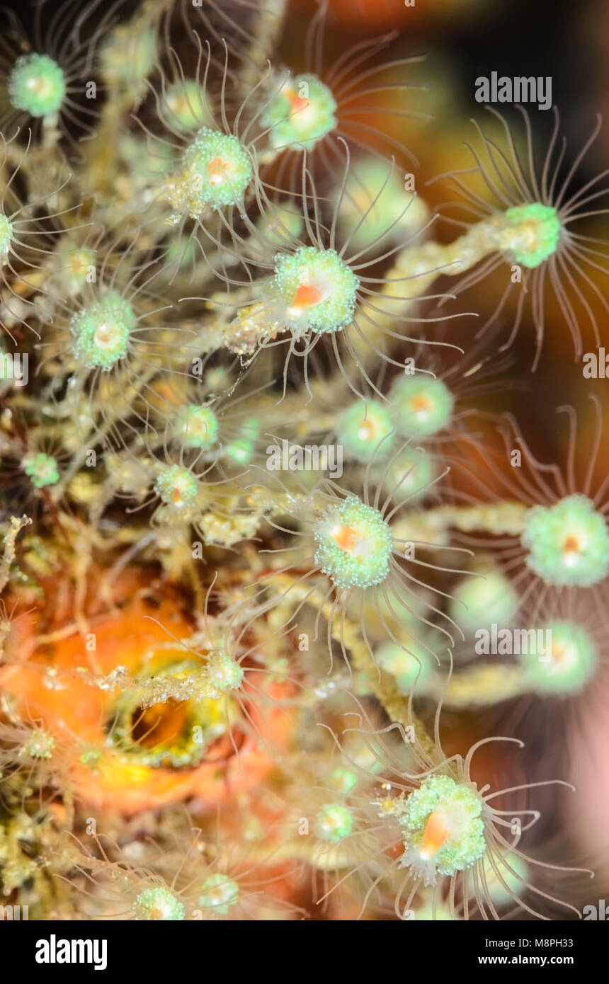 Hydroids High Resolution Stock Photography and Images - Alamy