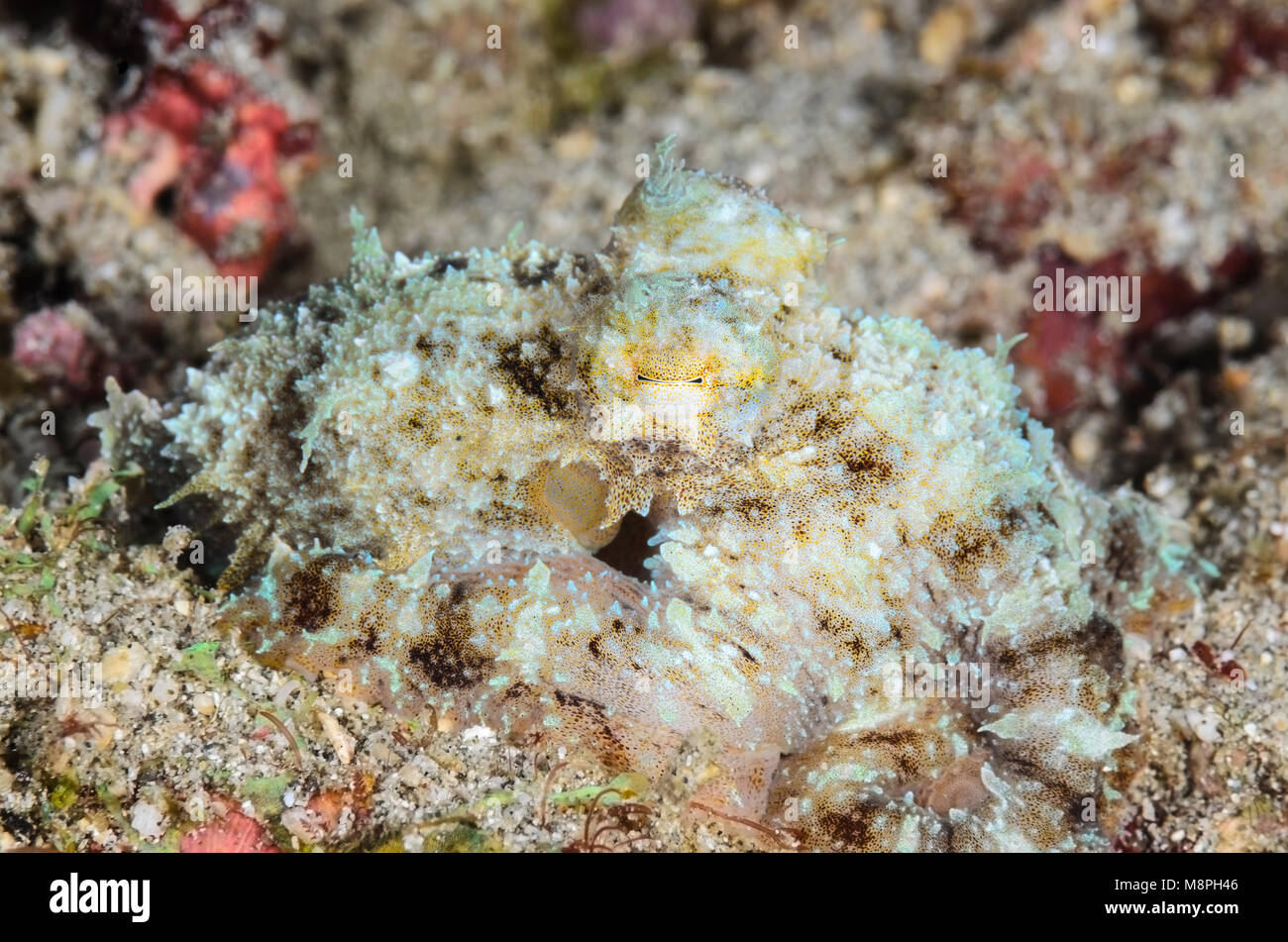 juvenile Algae octopus, Abdopus aculeatus, Anilao, Batangas ...