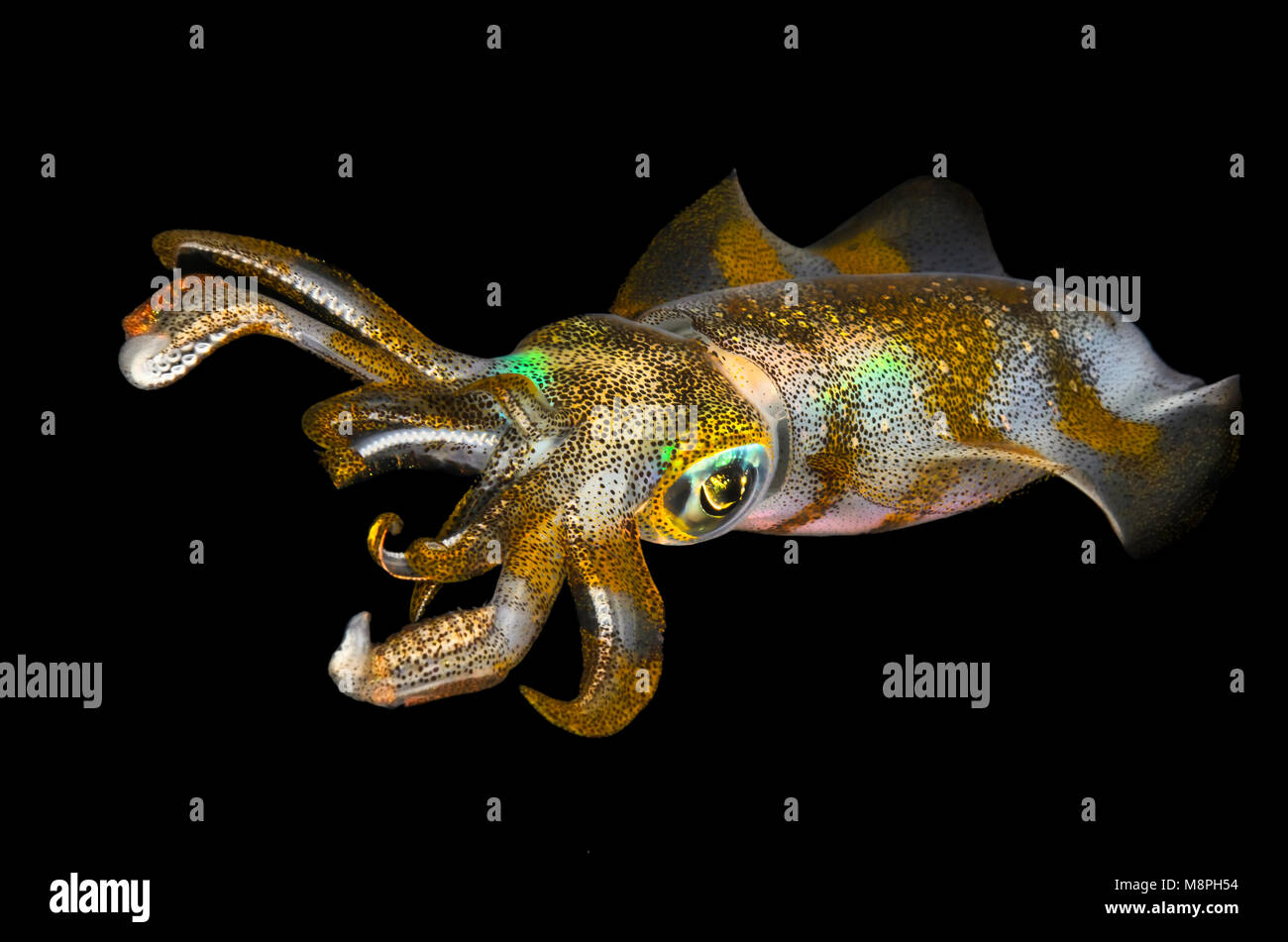 Bigfin reef squid, Sepiotheuthis lessoniana, Anilao, Batangas ...