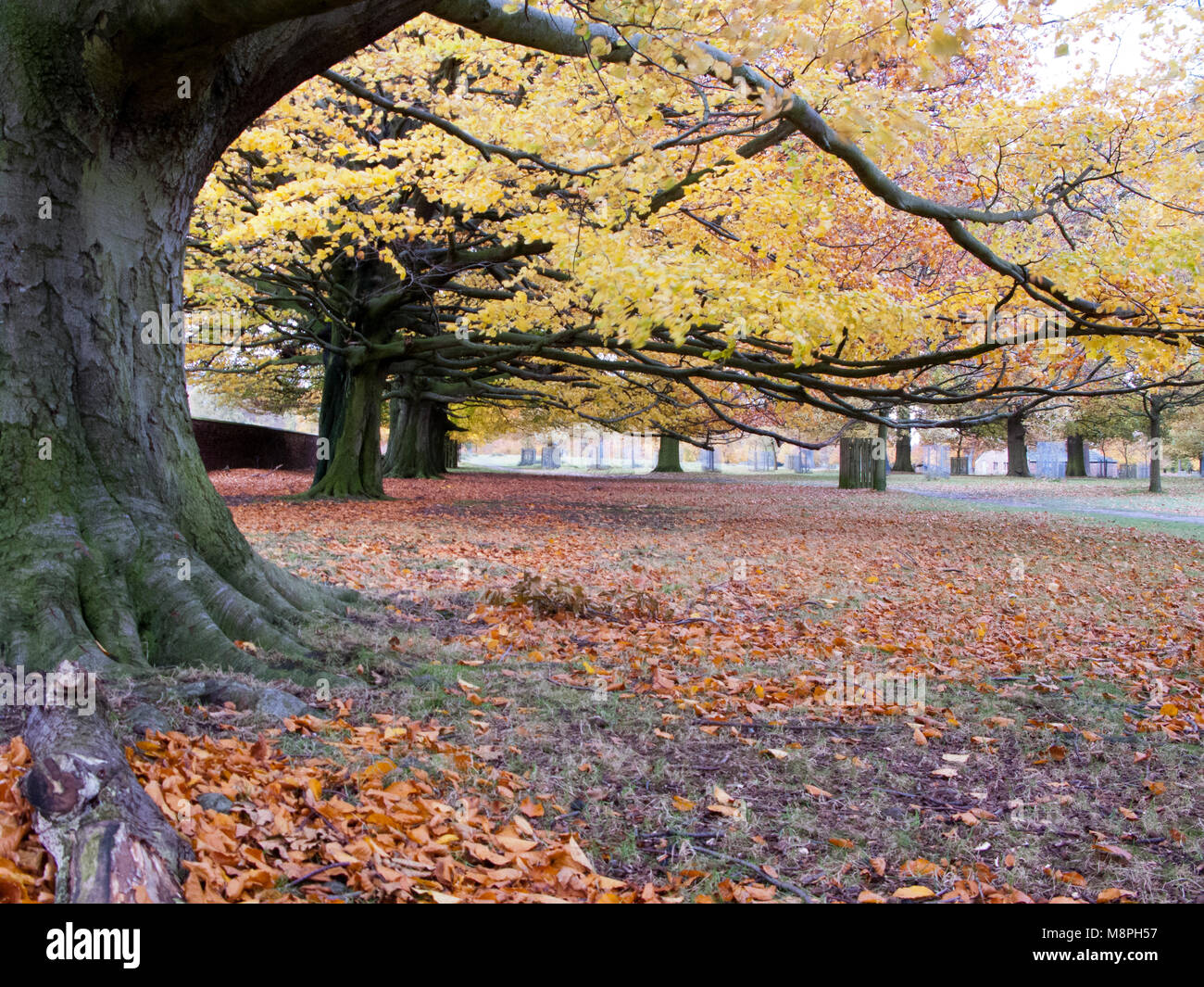Dunham national trust hi-res stock photography and images - Alamy
