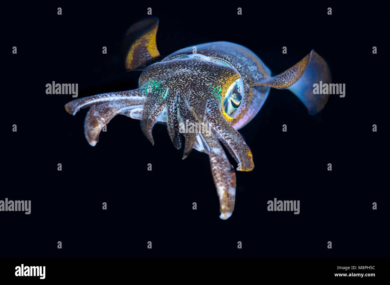 Bigfin reef squid, Sepiotheuthis lessoniana, Anilao, Batangas ...