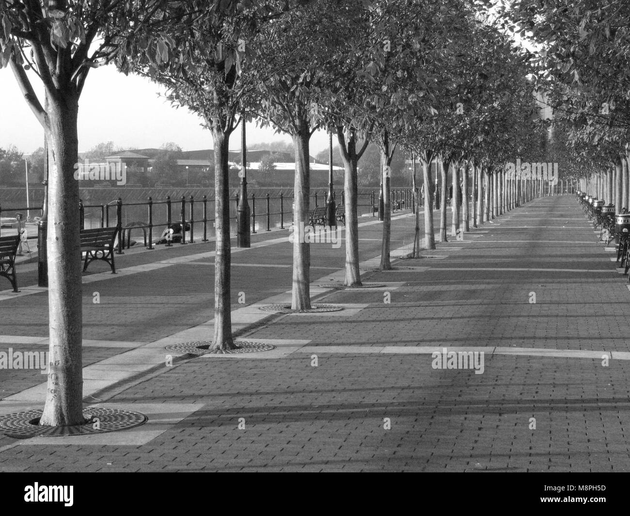 Line if trees Black and White Stock Photos & Images - Alamy