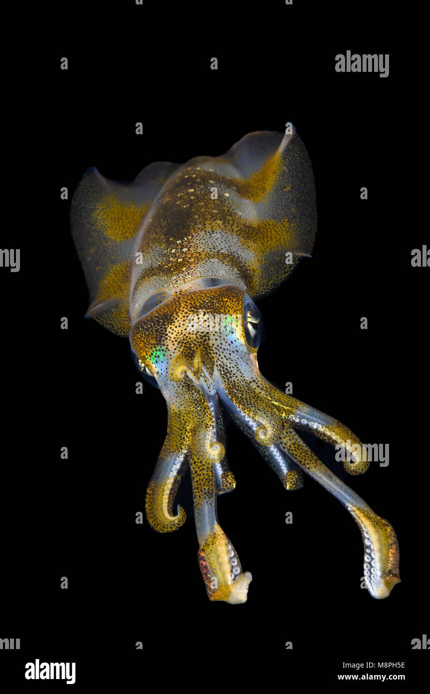 Bioluminescence squid underwater hi-res stock photography and images ...
