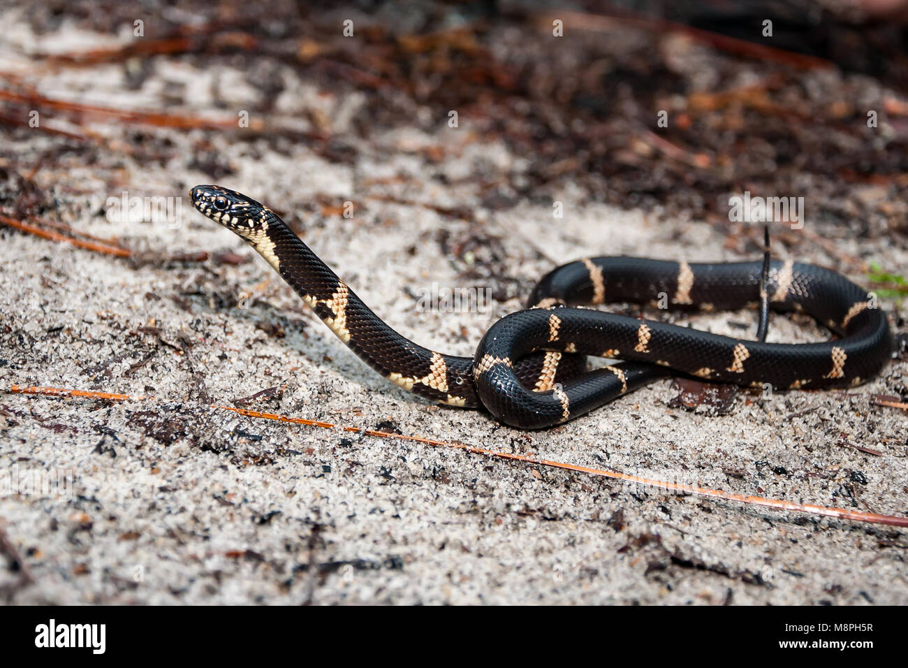 Eastern Kingsnake (Lampropeltis getula Stock Photo - Alamy