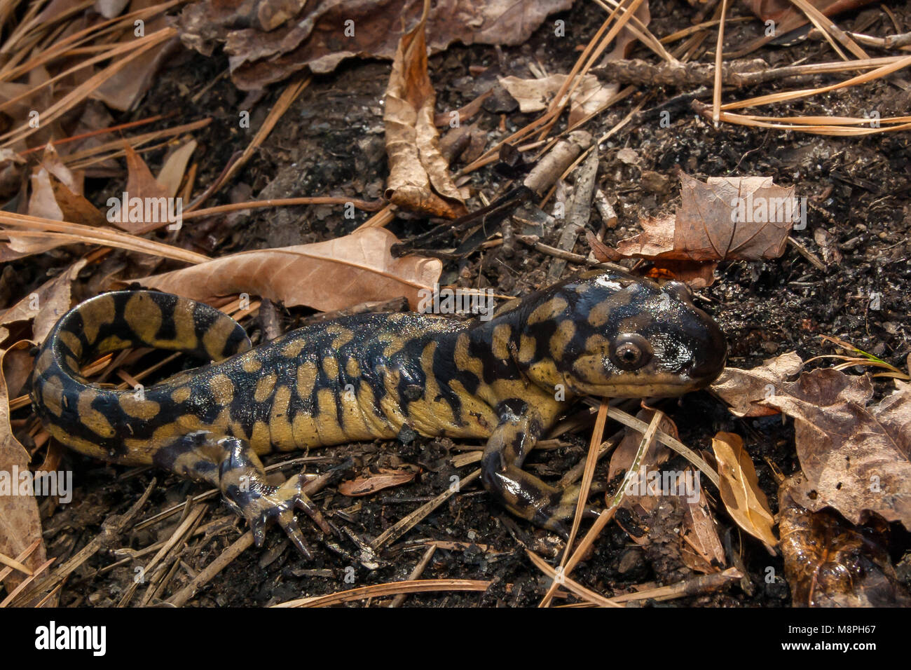Eastern Tiger Salamander (Ambystoma tigrinum Stock Photo - Alamy