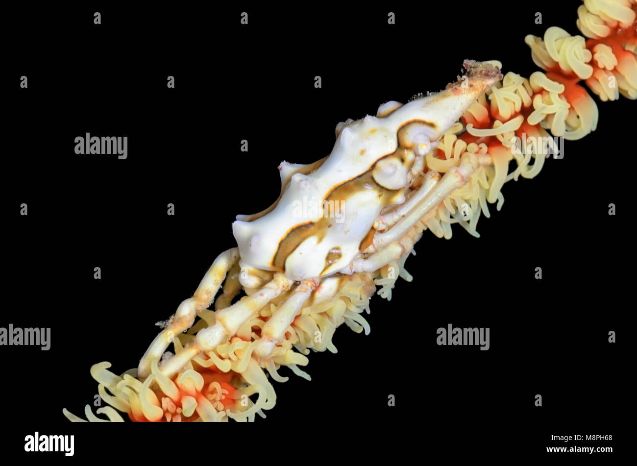 Depressed Spider crab, Xenocarcinus depressus, Anilao, Batangas ...