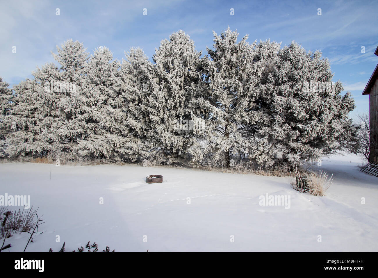 Midwest windbreak in frost and snow Stock Photo - Alamy
