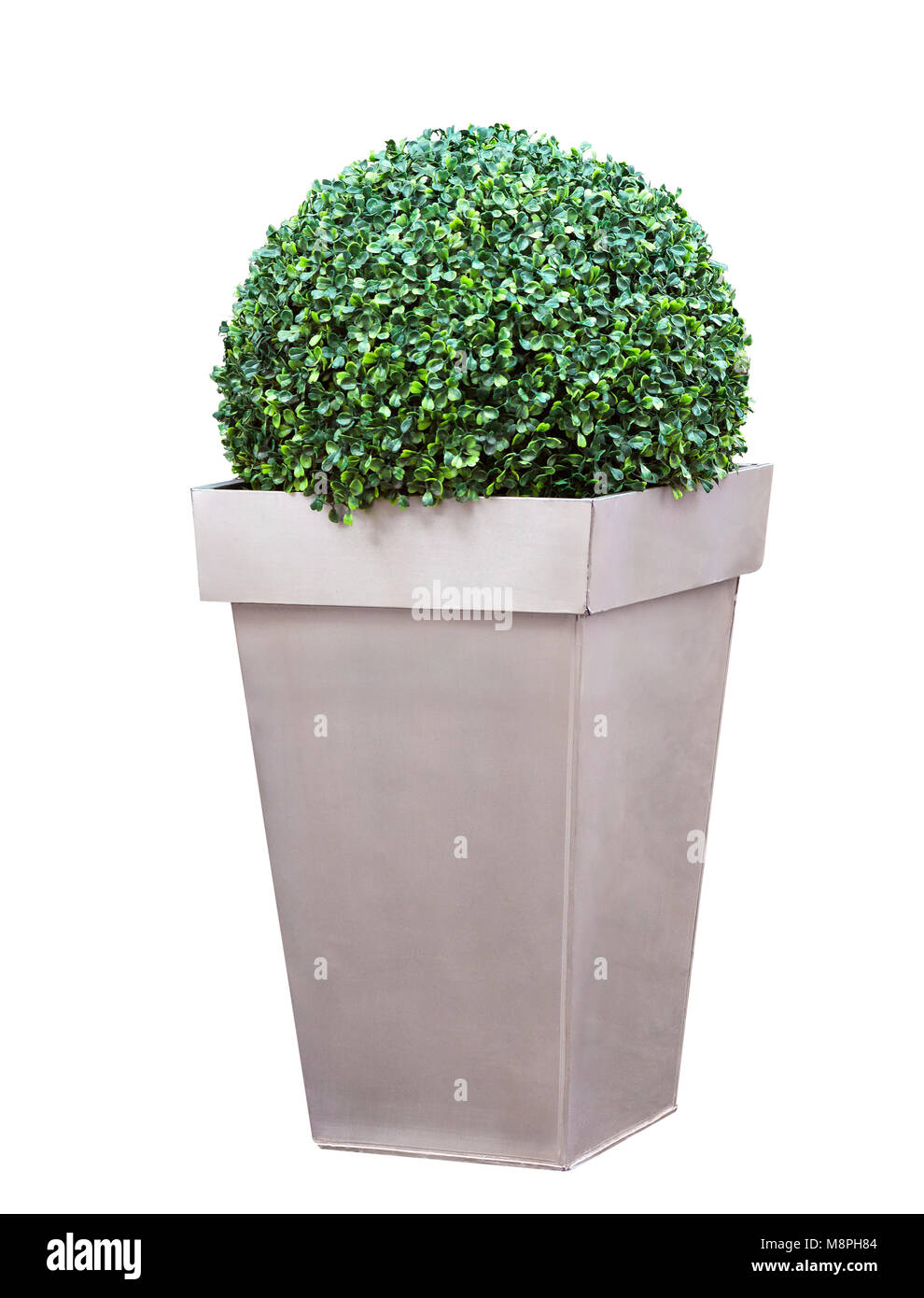 Decorative bush in a pot isolated over white Stock Photo - Alamy
