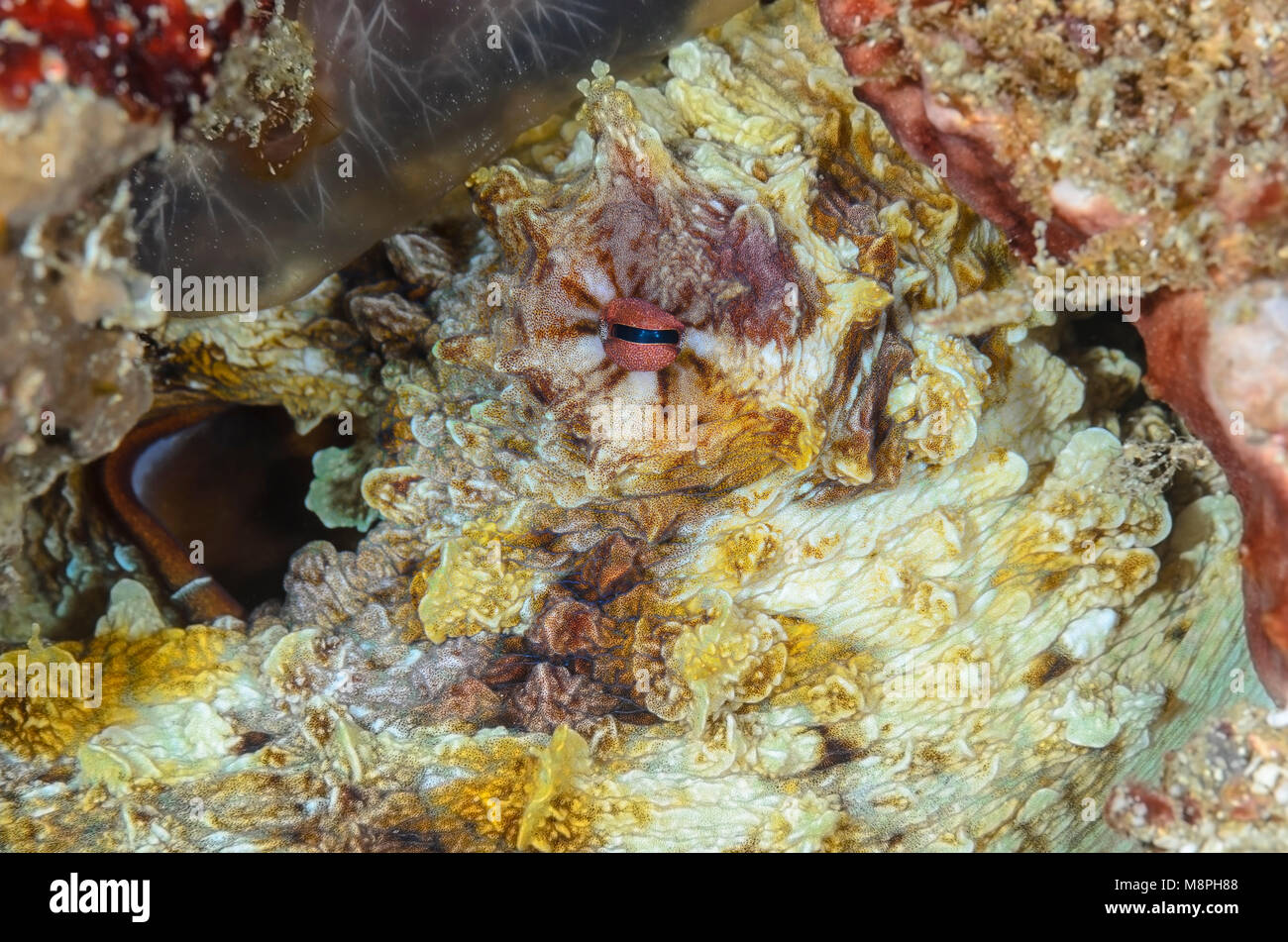 Day octopus, Octopus cyanea, Anilao, Batangas, Philippines, Pacific ...