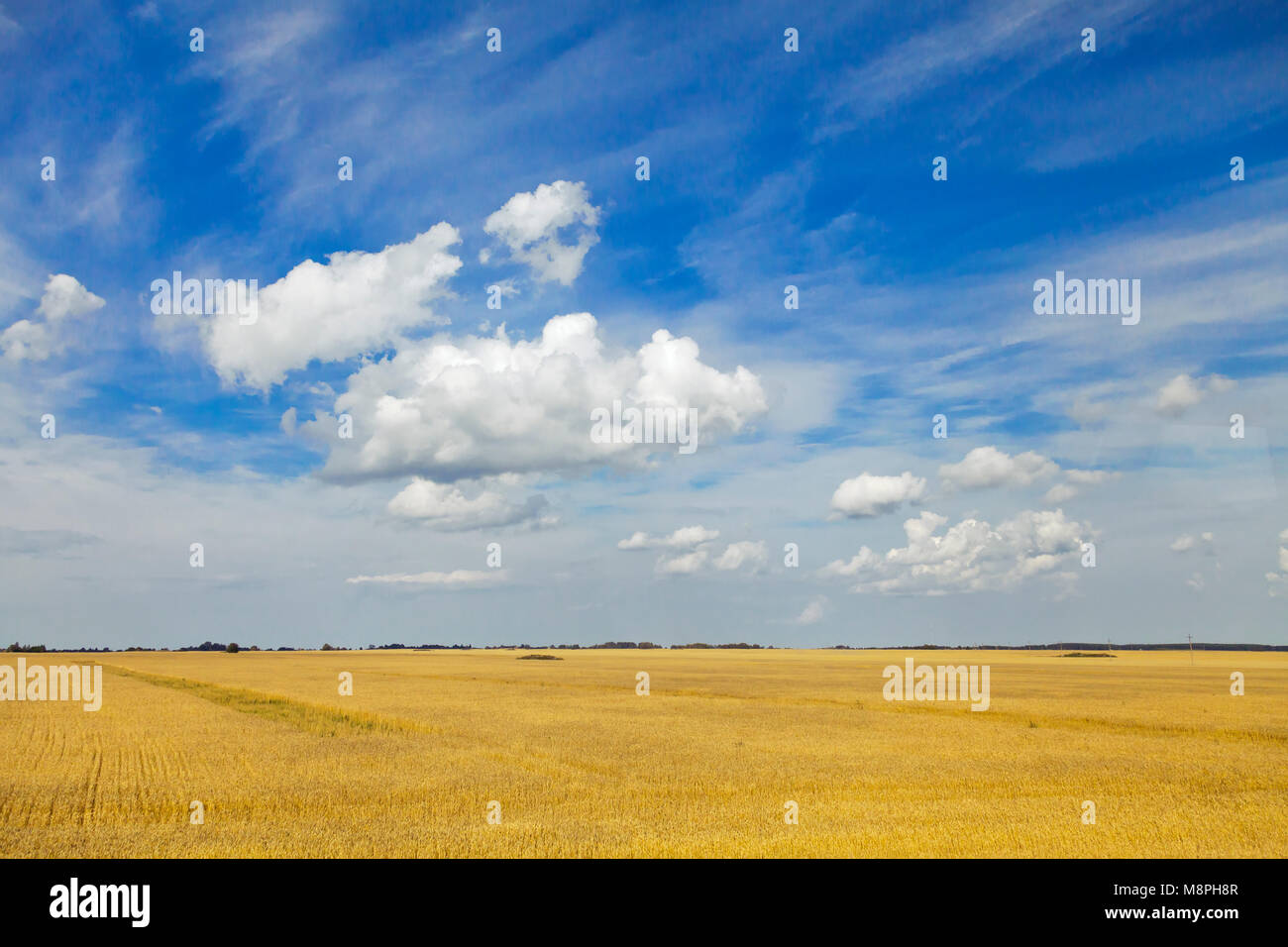 Landscape with yellow field and blue sky Stock Photo - Alamy