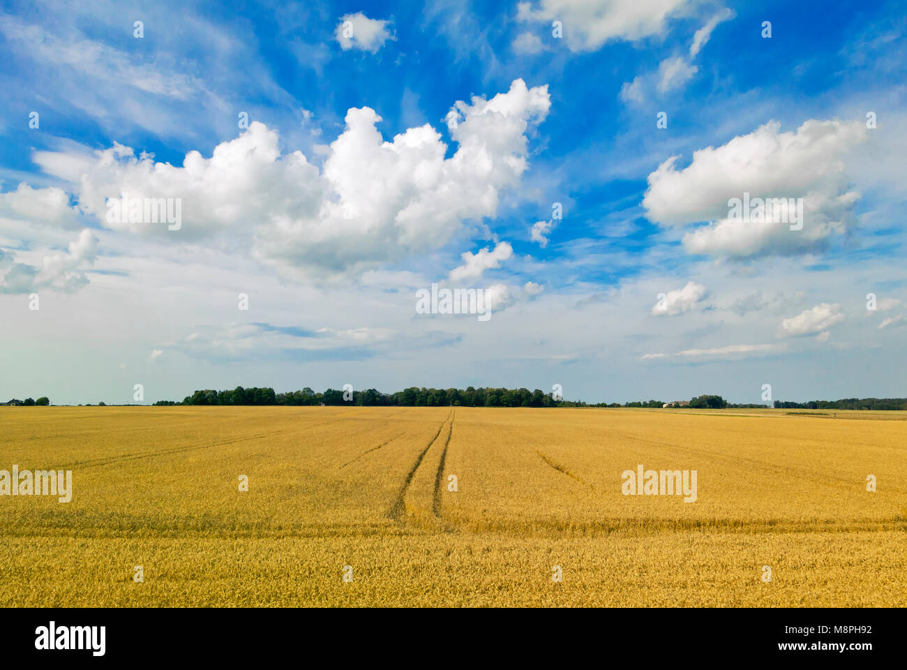 Landscape with yellow field and blue sky Stock Photo - Alamy