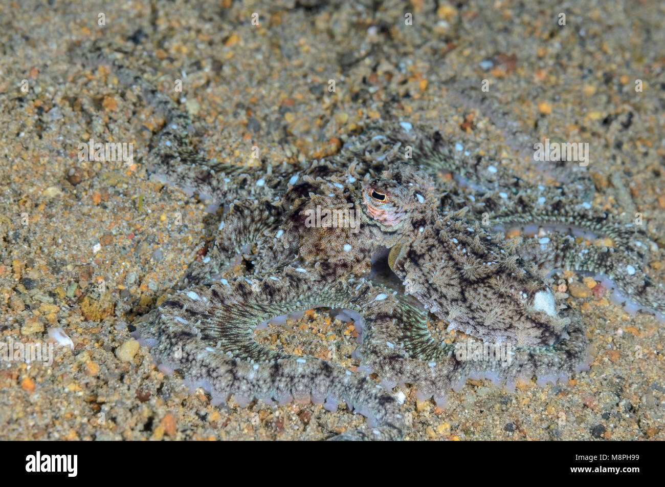 White V octopus, Abdopus sp., Anilao, Batangas, Philippines, Pacific ...