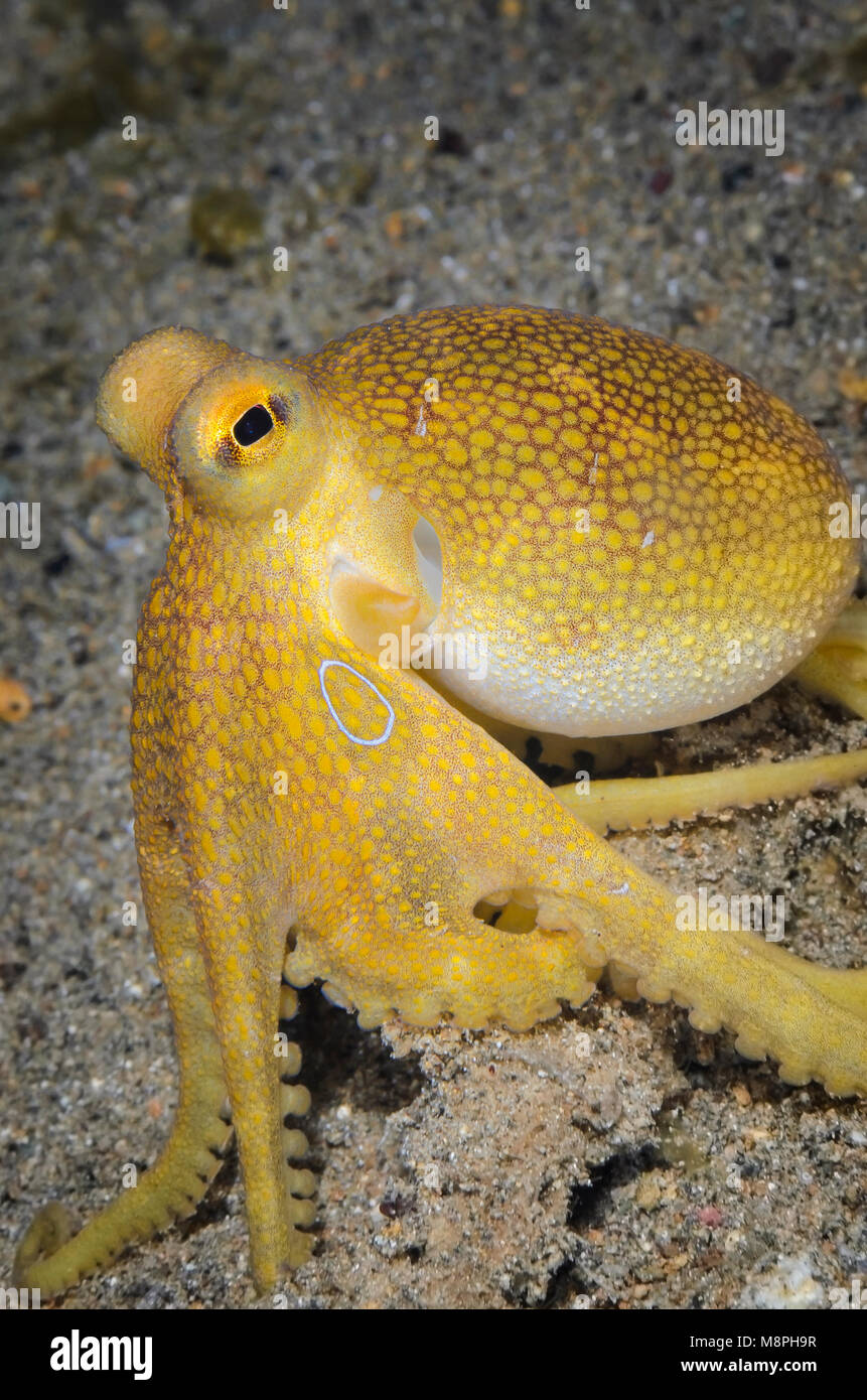 Poison ocellate octopus,Amphioctopus siamensis, Anilao, Batangas ...