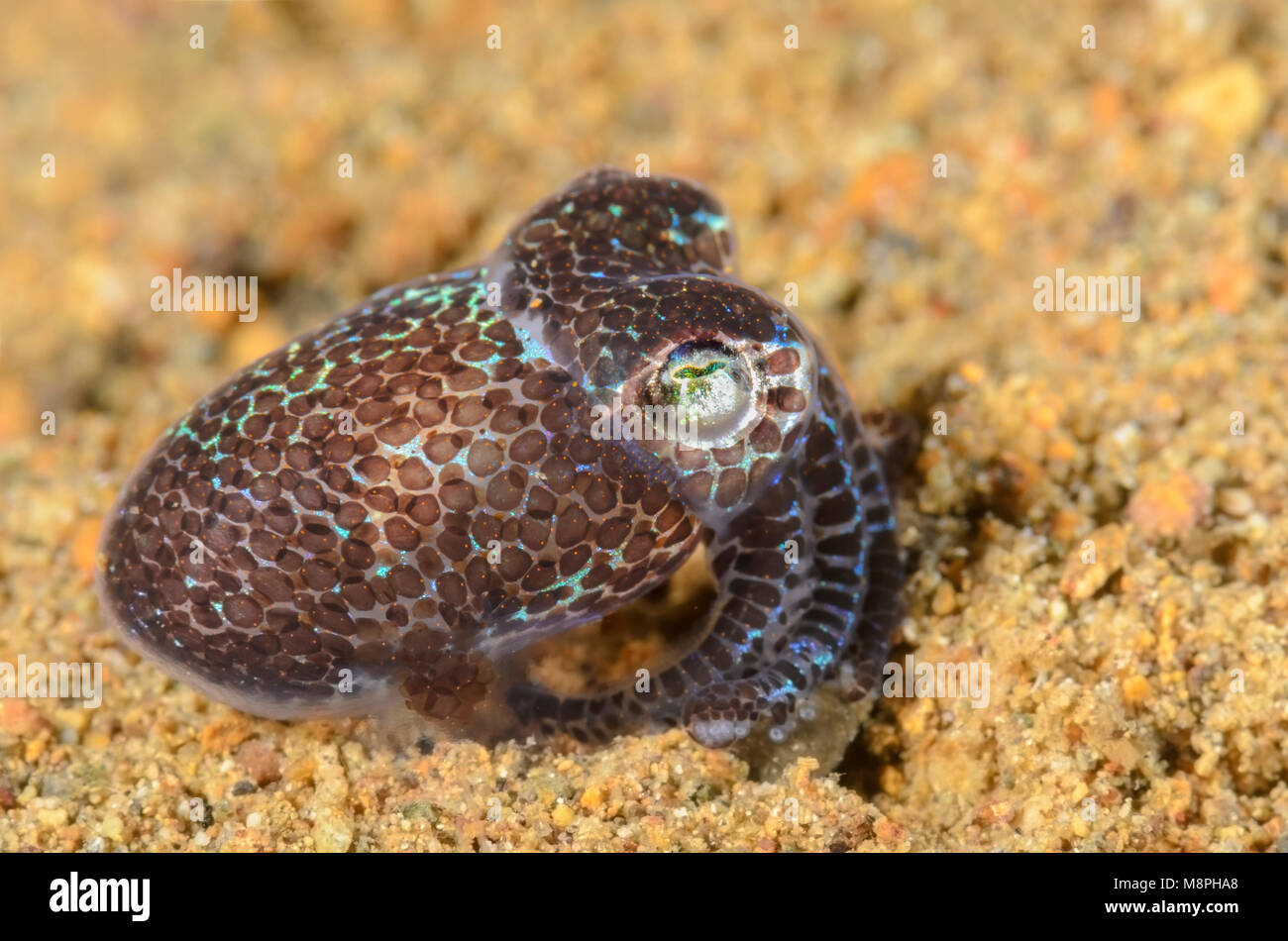 Hummingbird Bobtail squid, Euprymna berryi, Anilao, Batangas ...