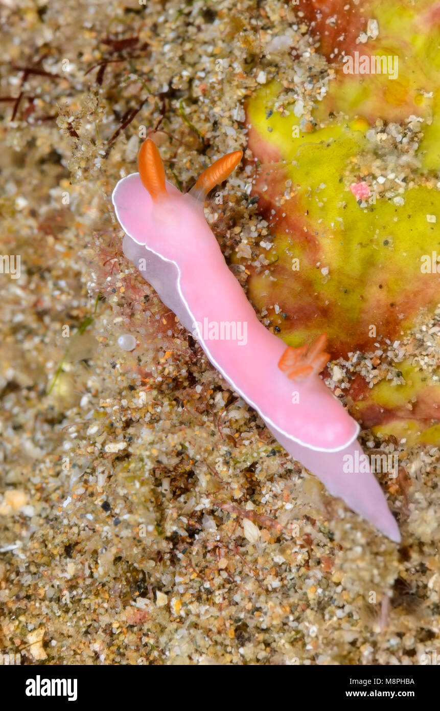 nudibranch or sea slug, Verconia romeri, Anilao, Batangas, Philippines ...