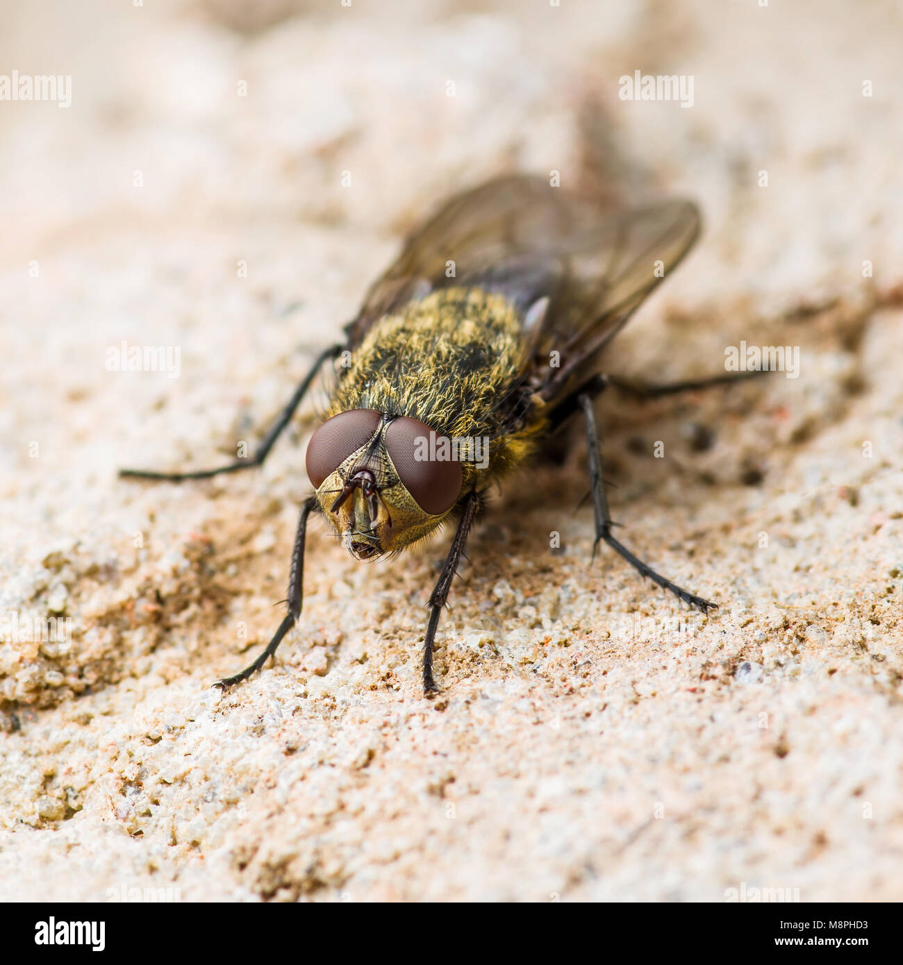 Diptera Meat Fly Insect On Rock Stock Photo - Alamy