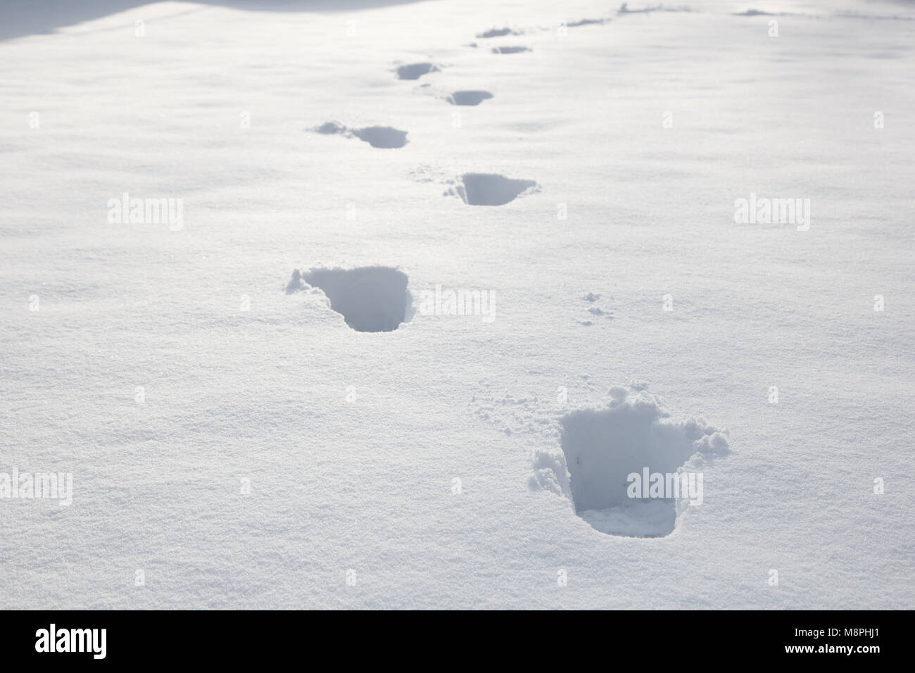 a footprints in a fresh powder snow Stock Photo - Alamy