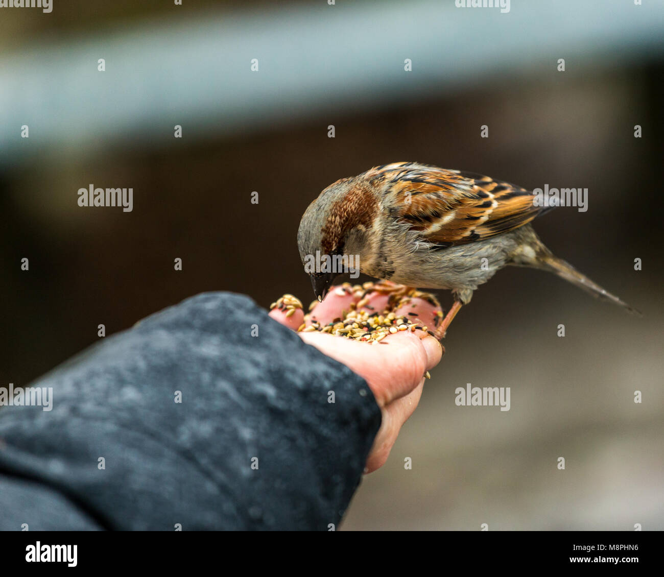 Bird in a hand Stock Photo - Alamy