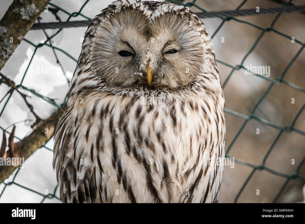Pictures of owls hi-res stock photography and images - Alamy