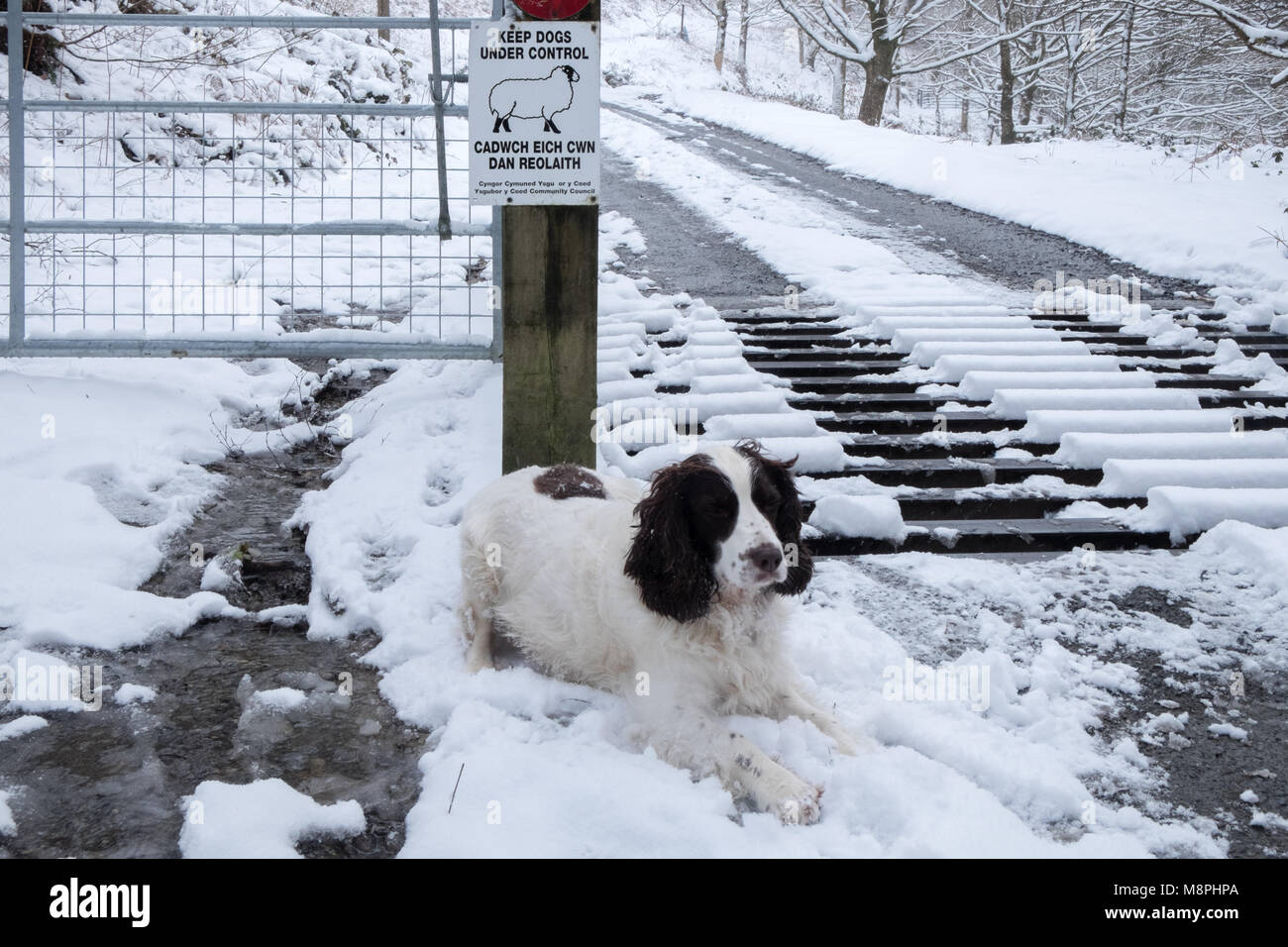 Keep dog on lead and cattle hi-res stock photography and images - Alamy