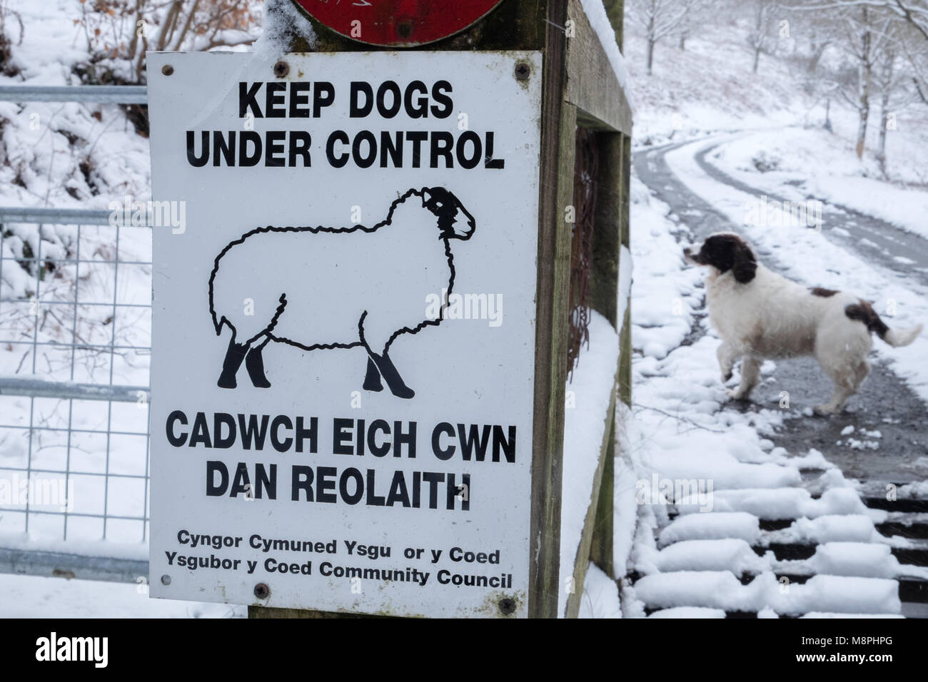 Model of sheep dog hi-res stock photography and images - Alamy