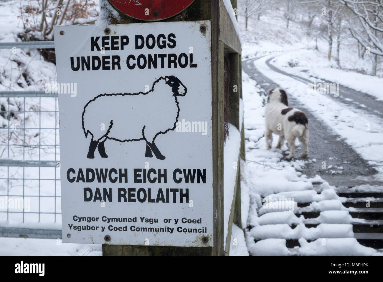 Keep dog on lead and cattle hi-res stock photography and images - Alamy