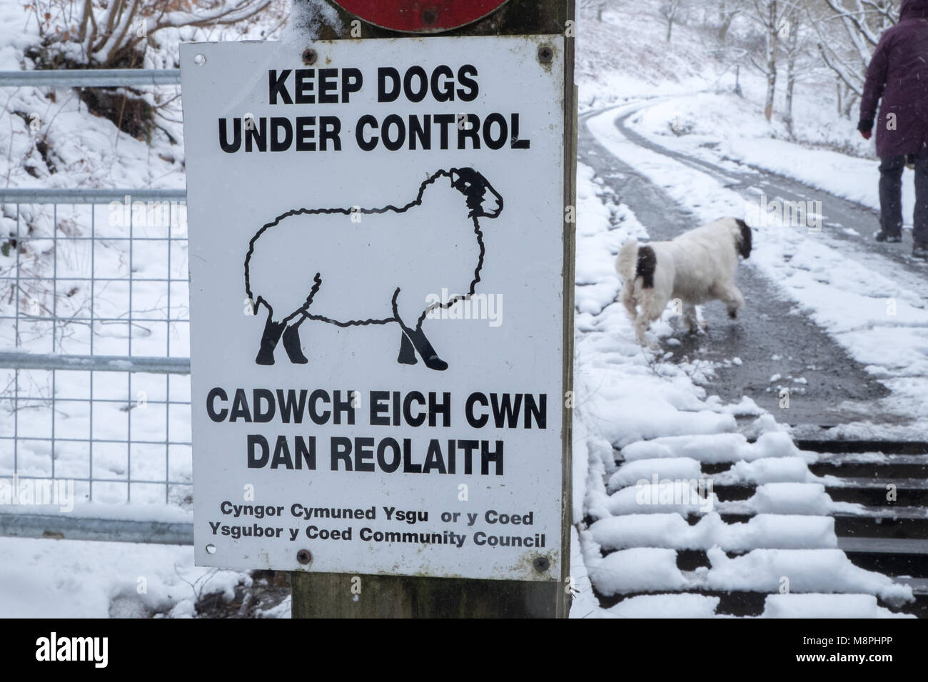 Keep dog on lead and cattle hi-res stock photography and images - Alamy