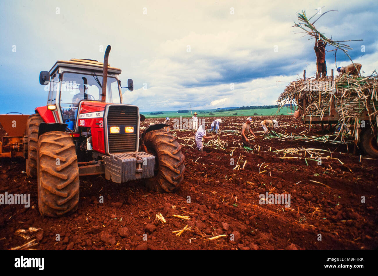 Sugar cane field workers hi-res stock photography and images - Alamy
