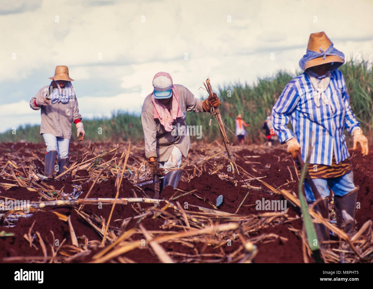 Field workers plant sugar cane in Brazil. The cane is used to sweeten ...