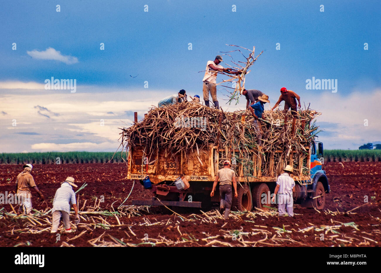 Sugar Cane Field Workers