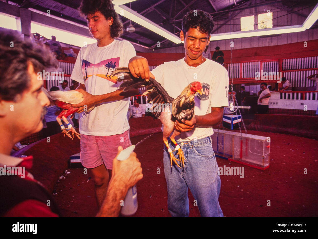 Cock fighting in Puerto Rico Stock Photo - Alamy