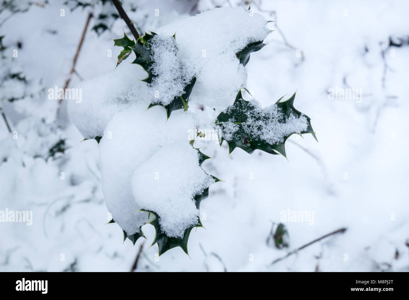 Holly tree branch hi-res stock photography and images - Alamy