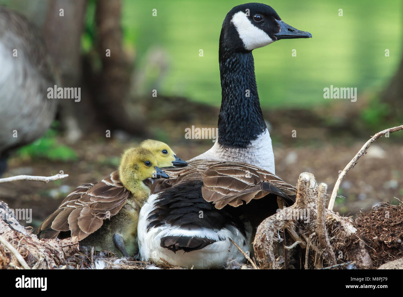 A Canada goose brooding its goslings Stock Photo - Alamy