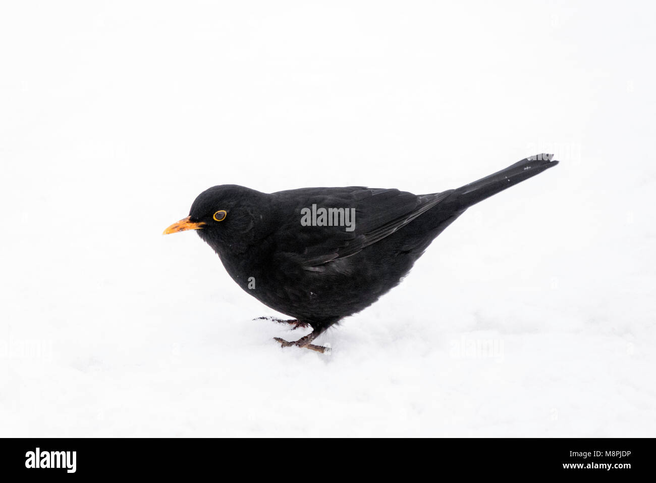 Blackbird singing Cut Out Stock Images & Pictures - Alamy
