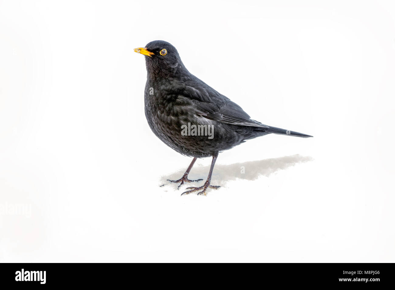 Song birds winter Cut Out Stock Images & Pictures - Alamy