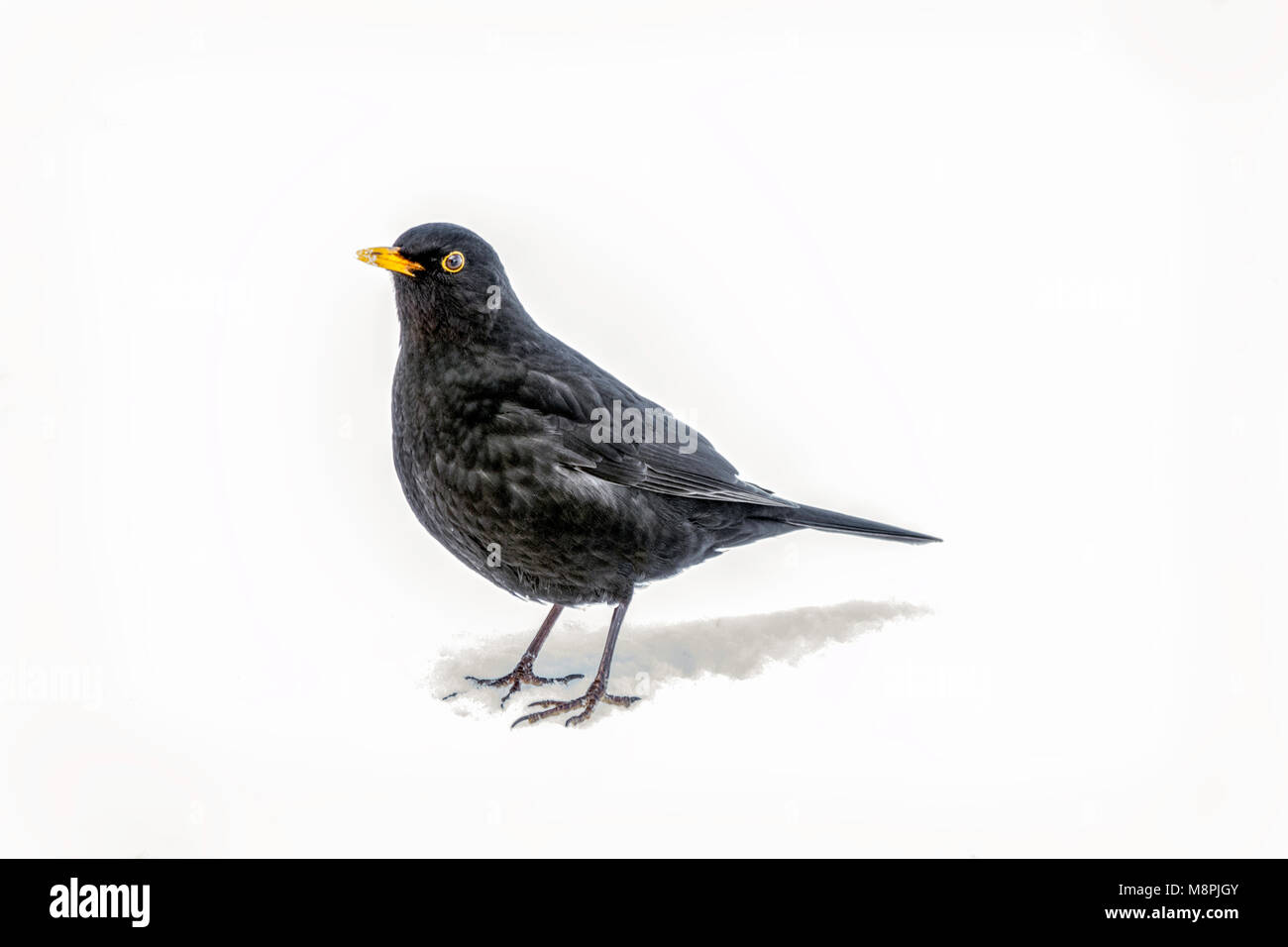 Bird turdus merula common Cut Out Stock Images & Pictures - Alamy