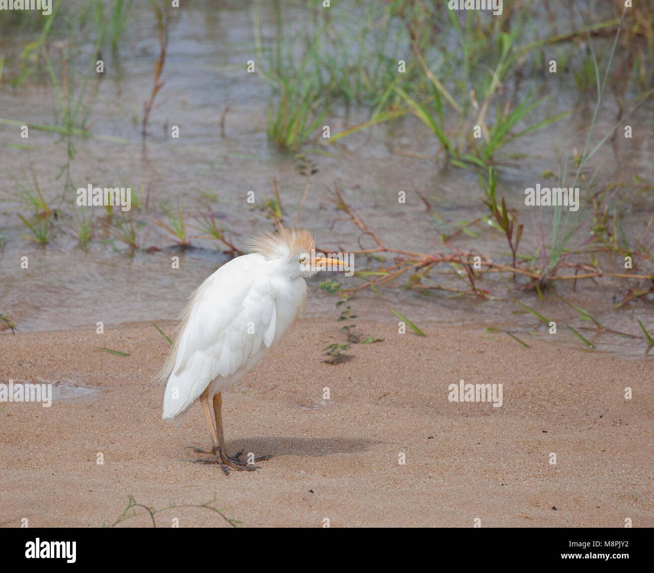 Hunched bird hi-res stock photography and images - Alamy