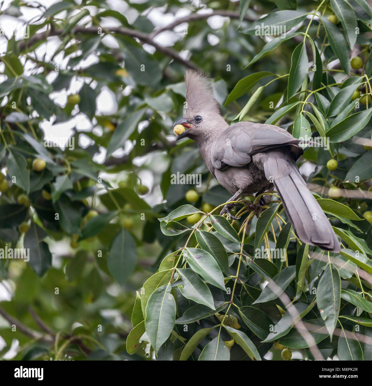 Lourie bird hi-res stock photography and images - Alamy