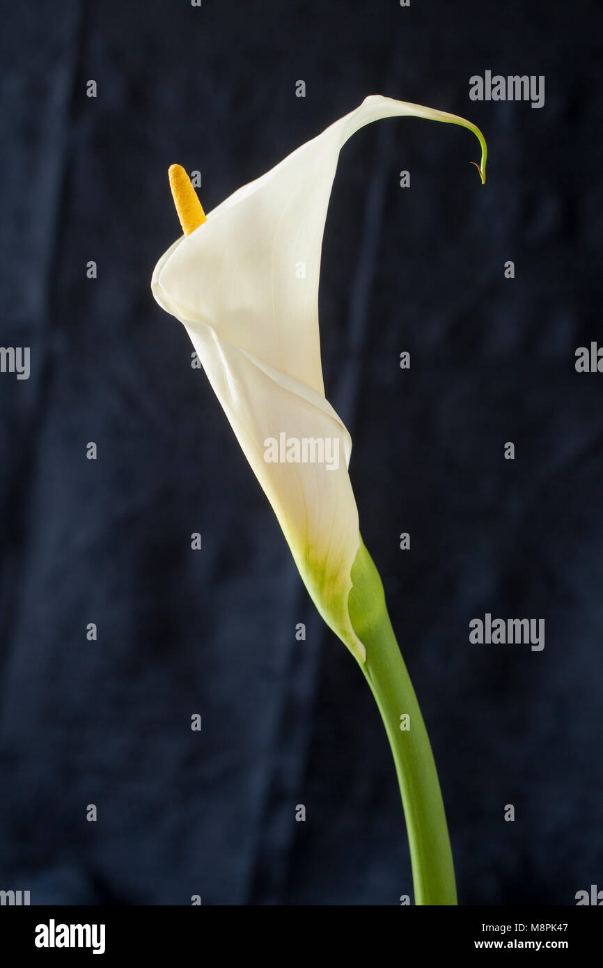 Alcatras hi-res stock photography and images - Alamy