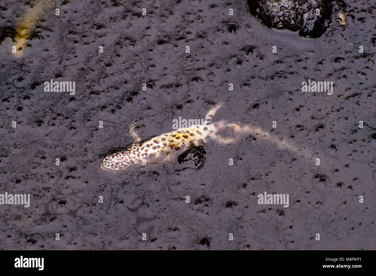 Common smooth newts hi-res stock photography and images - Alamy