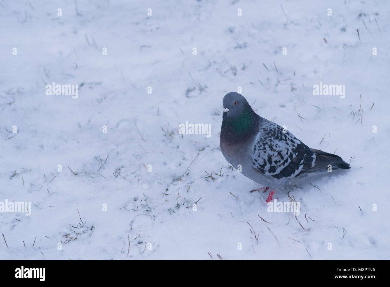 Krakow, Poland, Europe. 19 Mar 2018, Cold pigeon in Krakow . Credit ...
