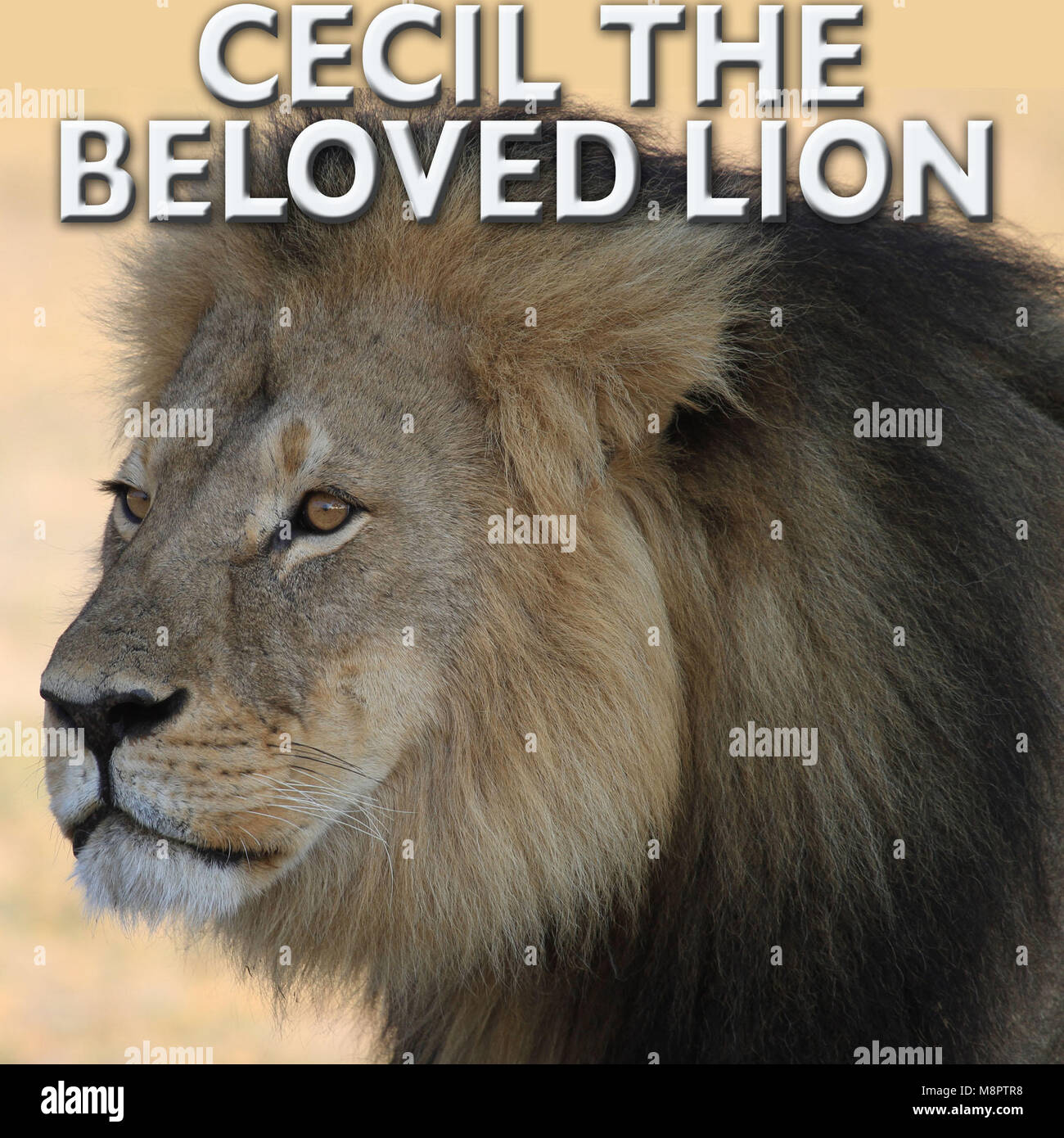 Cecil the lion hi-res stock photography and images - Alamy