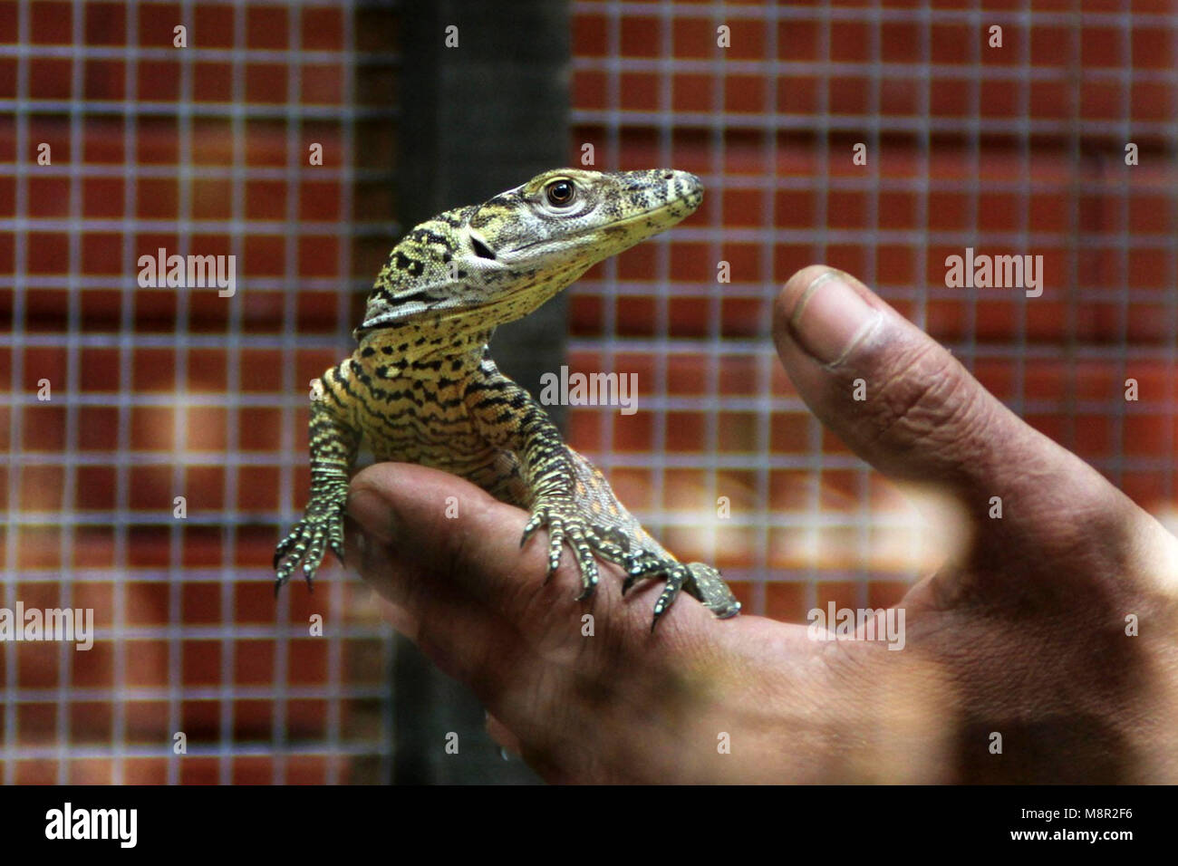 Suarabaya, Indonesia. 20th Mar, 2018. A zookeeper holds two baby Komodo ...