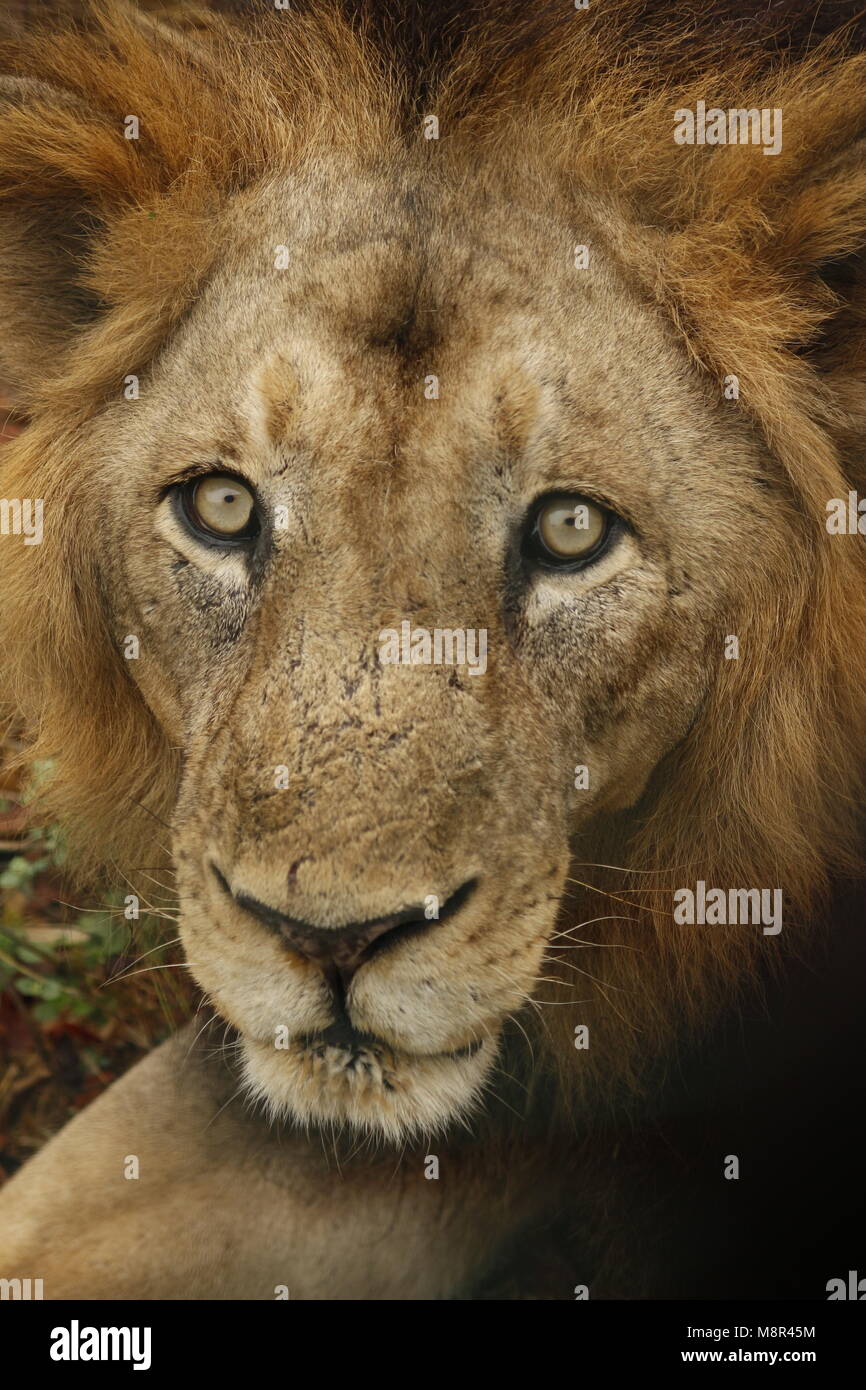 Lionking hi-res stock photography and images - Alamy