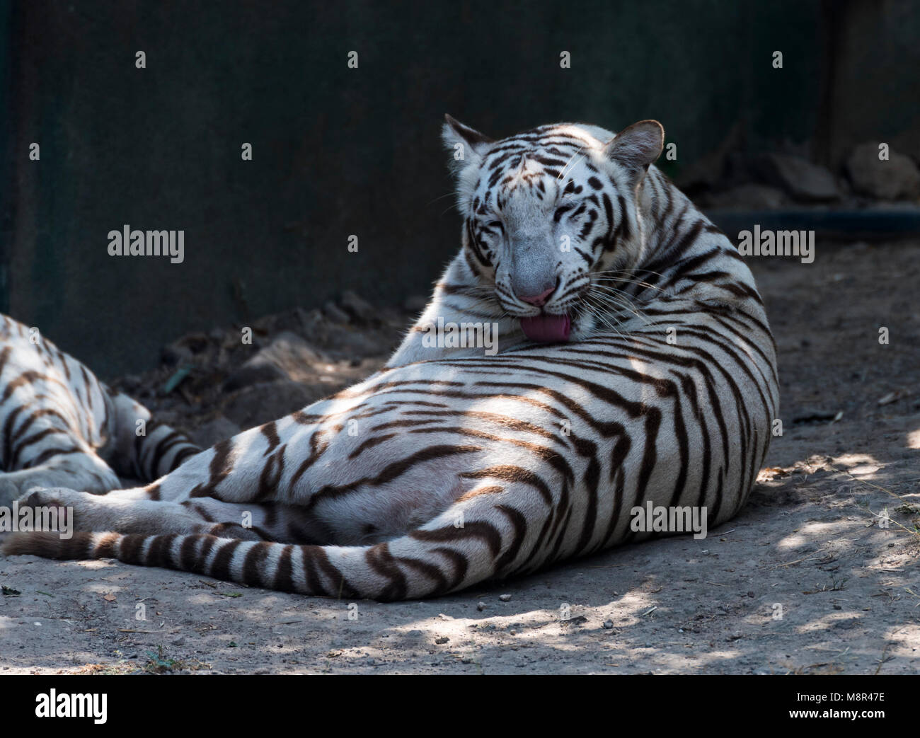 White Tiger or bleached tiger pampering, licking and cleaning his body ...