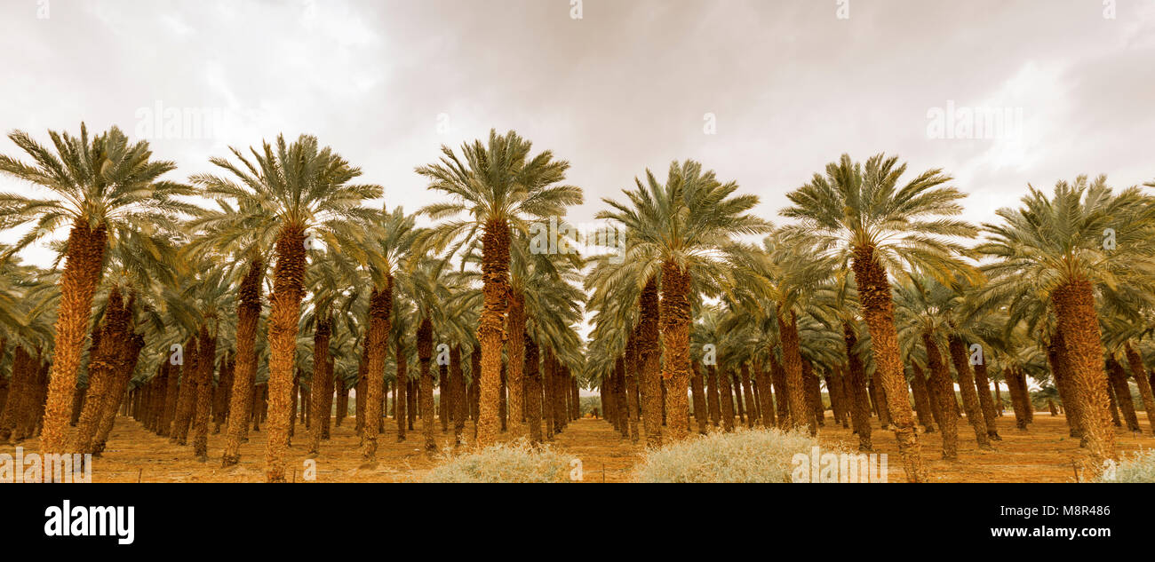 Desert landscapes in Israeli Negev Desert Stock Photo - Alamy