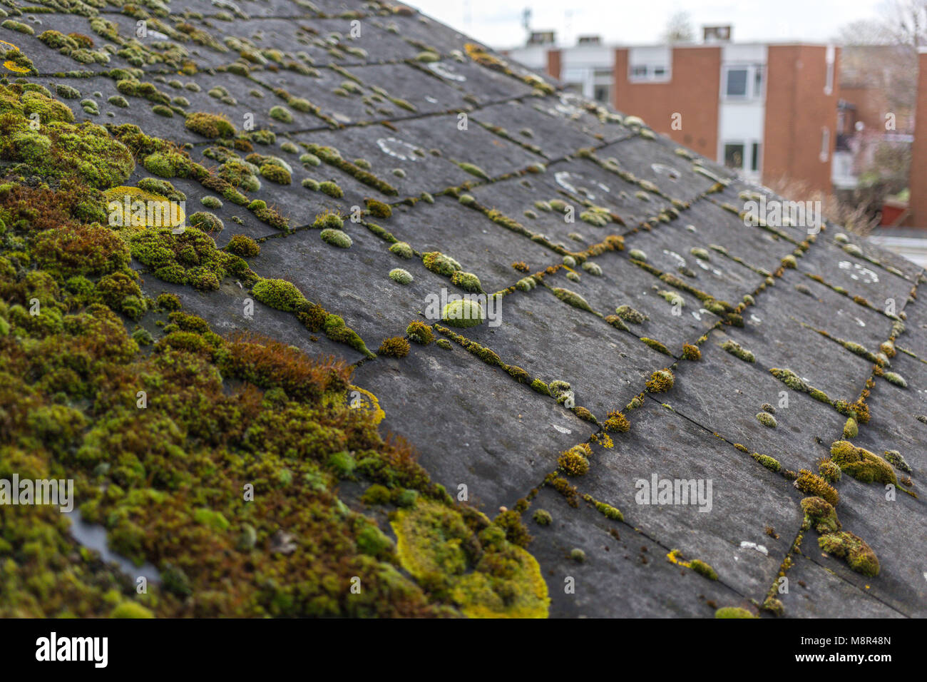 Green moss and algae on slate roof tiles Stock Photo - Alamy
