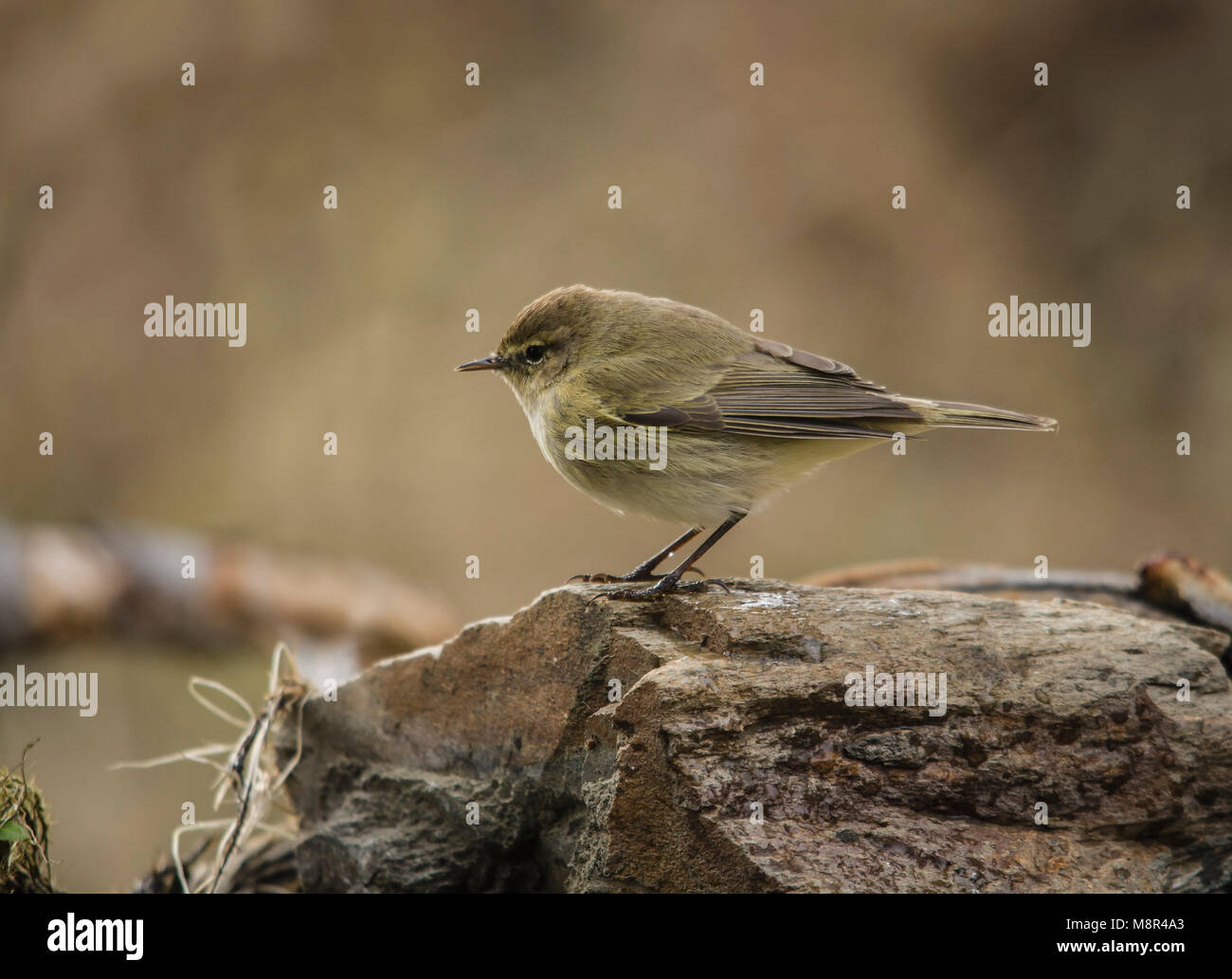 Common chiffchaff, Phylloscopus collybita in garden. Spain Stock Photo ...
