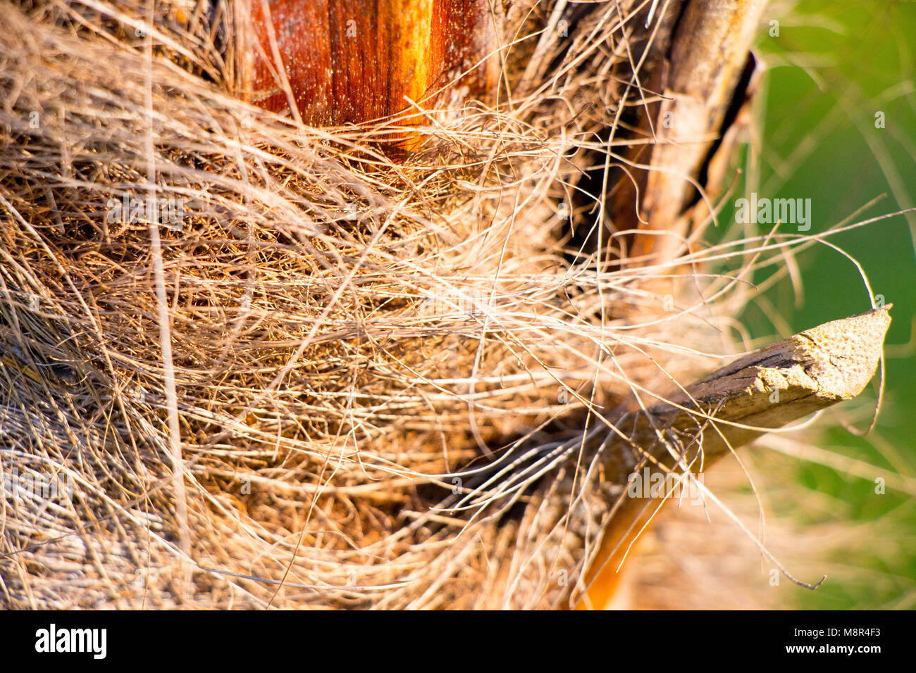 Palm tree bark close up trunk Stock Photo - Alamy
